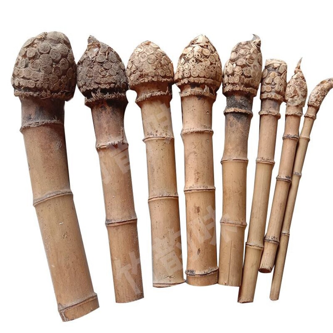 Varied Dia Raw Bamboo Root Ball Ends for Making Pipe or - Etsy