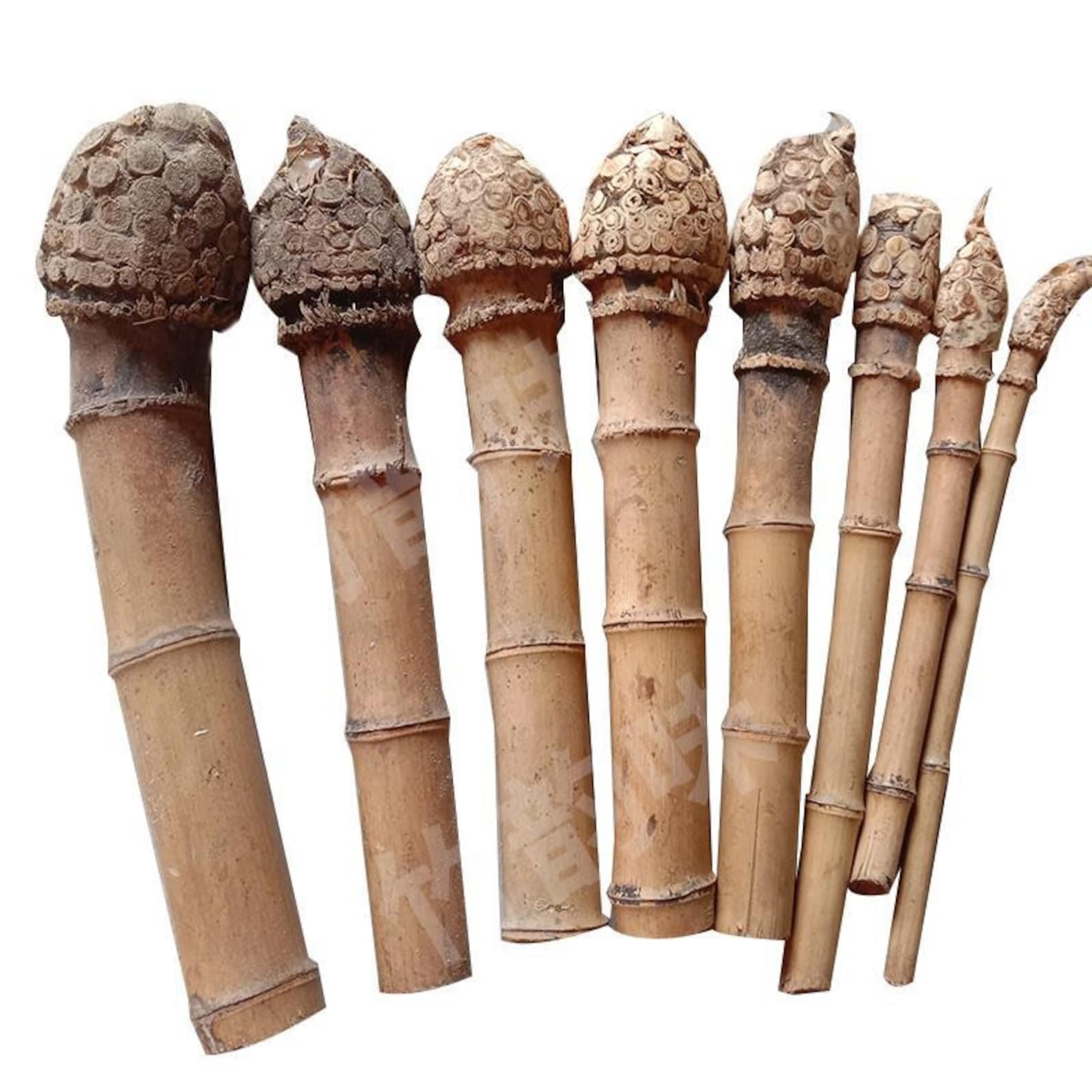 Varied Dia Raw Bamboo Root Ball Ends for Making Pipe or | Etsy