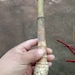 Varied Dia Raw Bamboo Root Ball Ends for Making Pipe or - Etsy