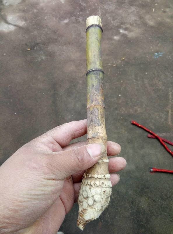 Varied Dia Raw Bamboo Root Ball Ends for Making Pipe or | Etsy