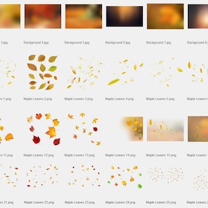 90 Autumn Leaves Overlay: Falling Maple Leaves, Fall Leaves, Autumn ...