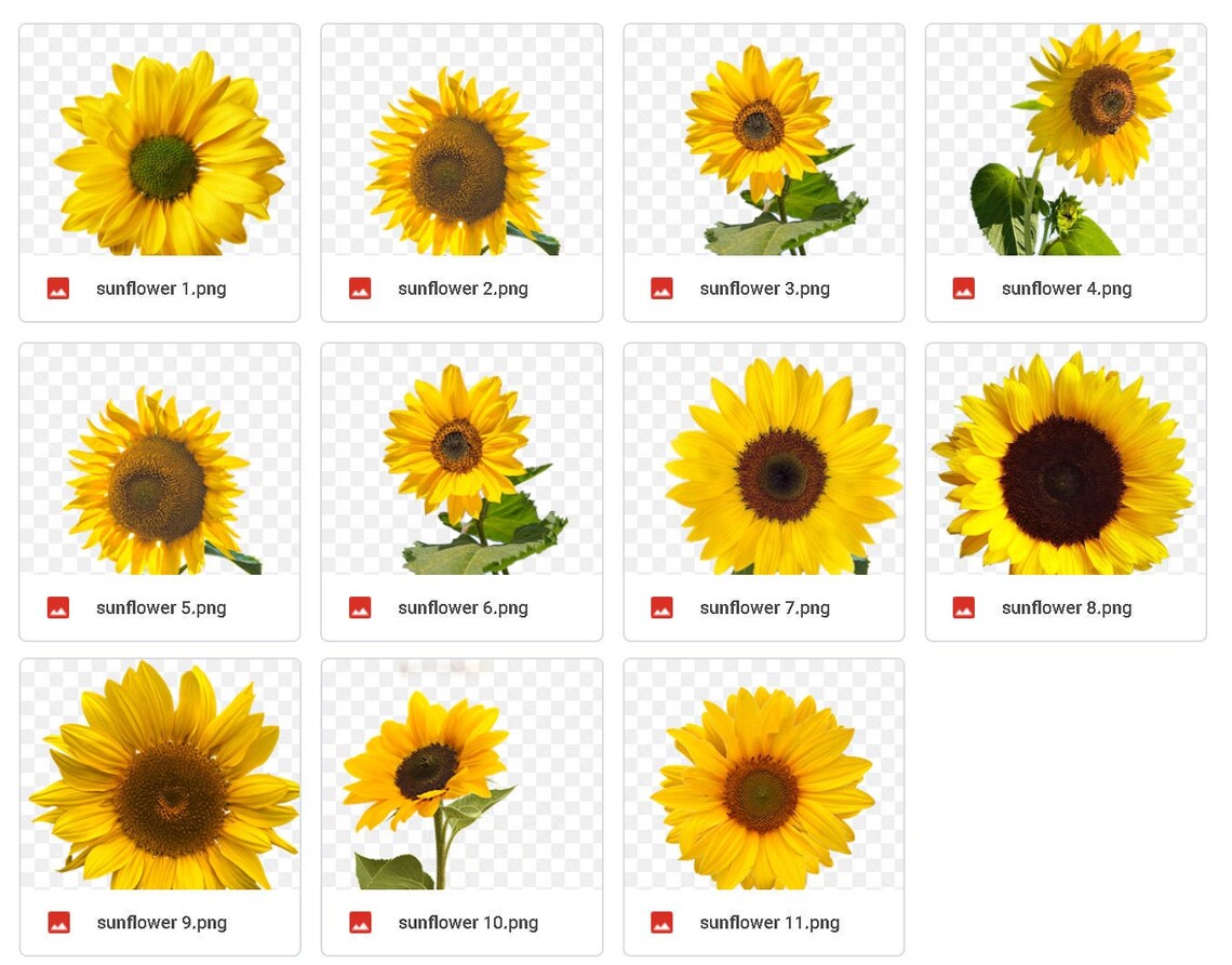 33 Sunflower Overlaysphotoshop Summer Overlaysorange Digital - Etsy Canada