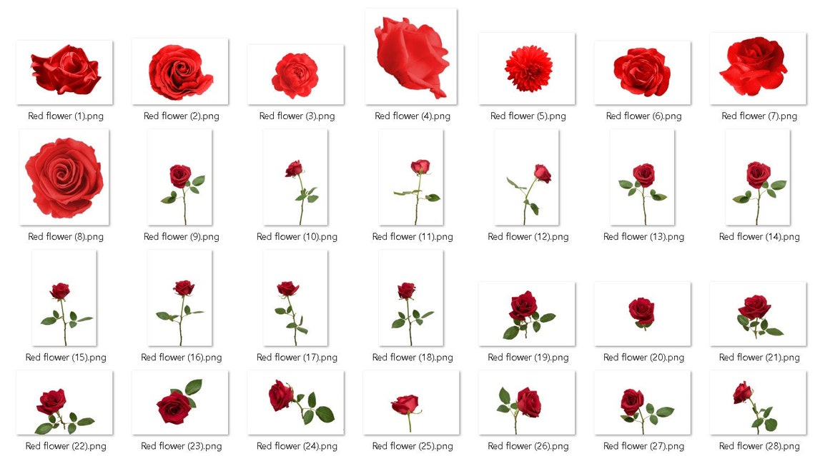 Red Rose Overlaysphotoshop Summer Overlaysred Digital - Etsy