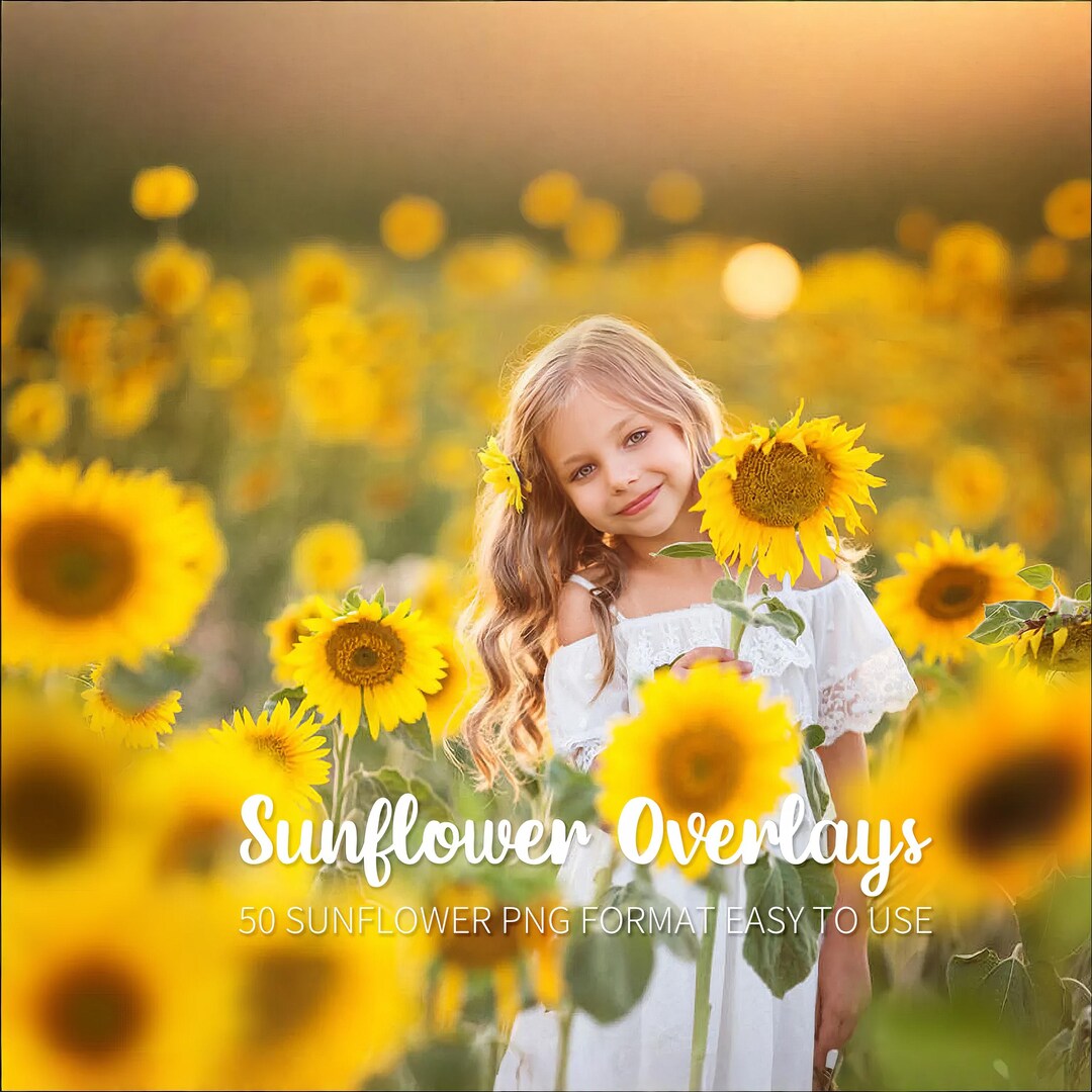 33 Sunflower Overlays，photoshop Summer Overlays，orange Digital Backdrop ...