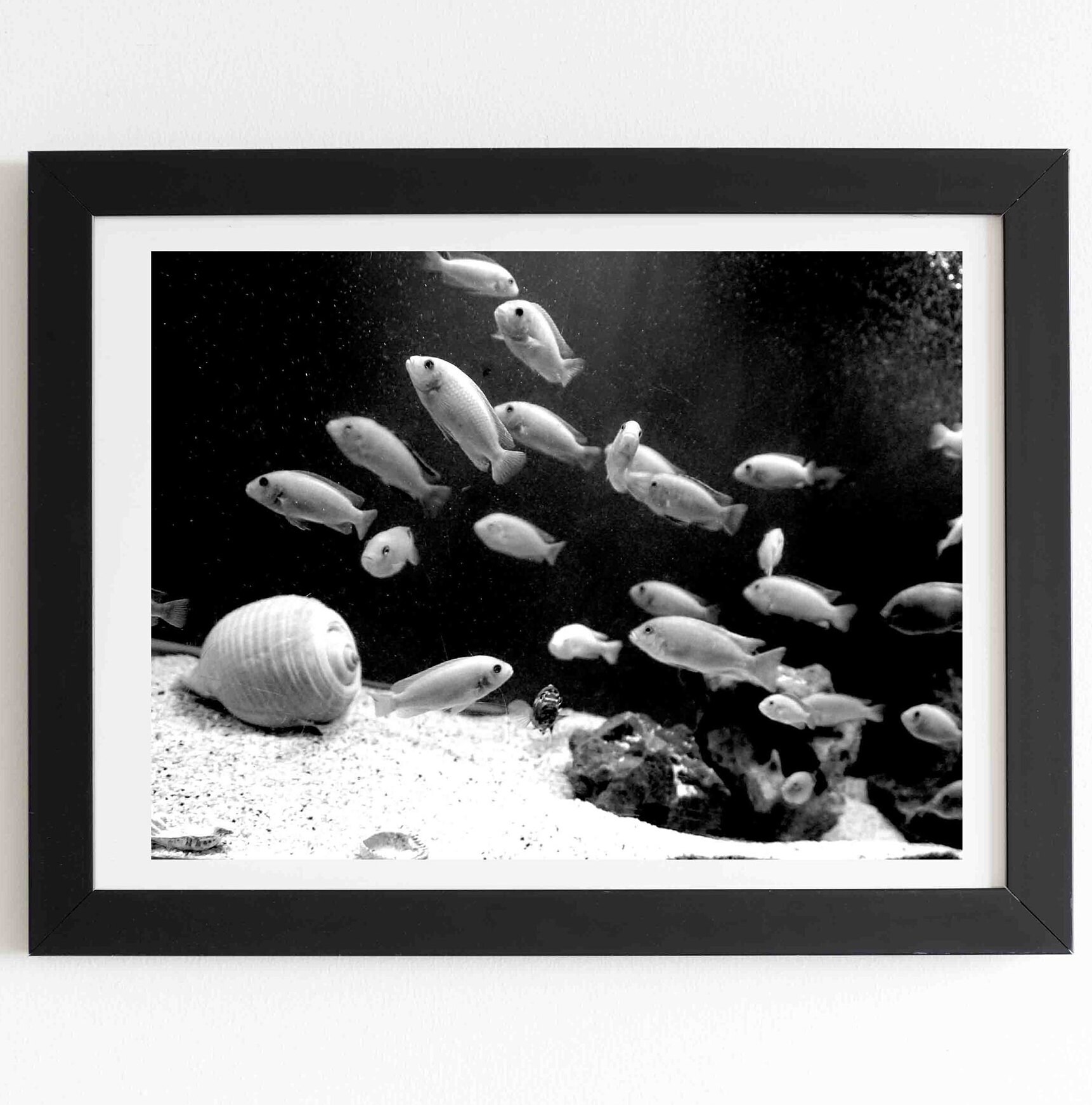 Fish Art Photography