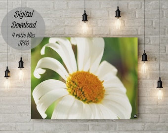 Daisy Canvas, Daisy Print, Daisy Photo, Daisy, Daisy Photography ...