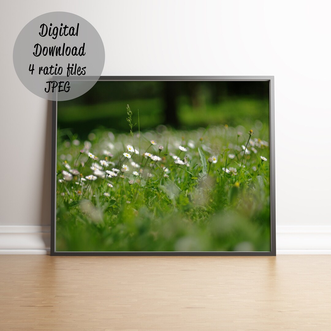 White Flower Daisy Field Print Wall Art - Etsy Singapore