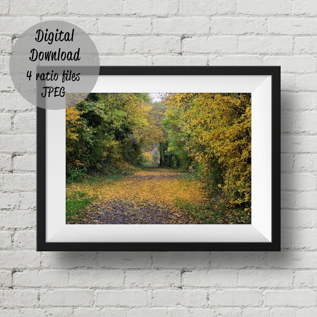 Fall Forest Photo Wall Art Print - Etsy
