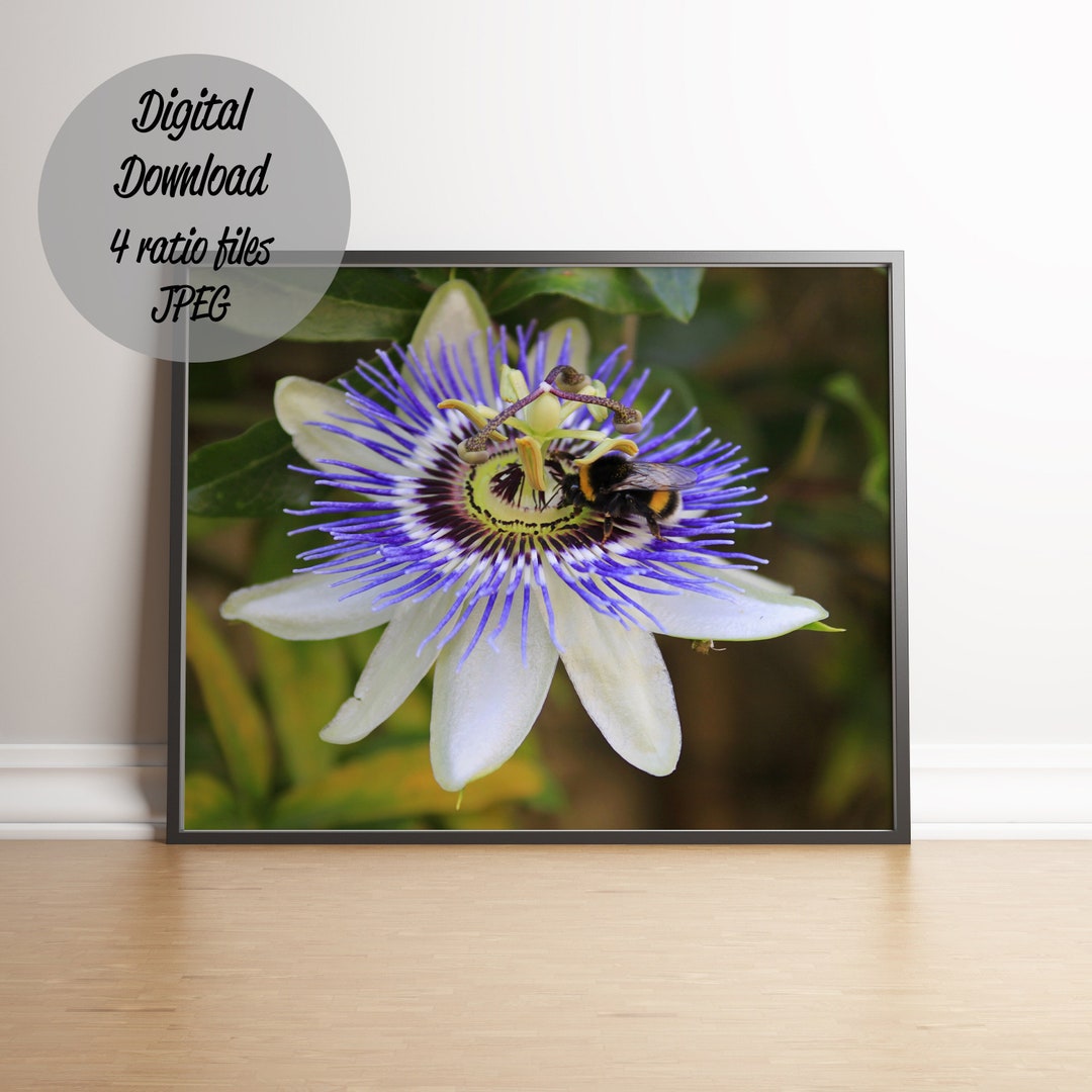 Bumblebee Print Wall Art in Passion Flower - Etsy