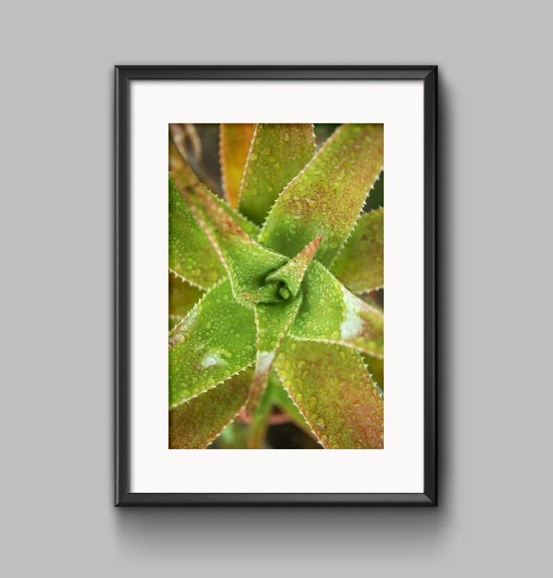 Cactus Poster, Green Cactus Print, Succulent Photo - Etsy