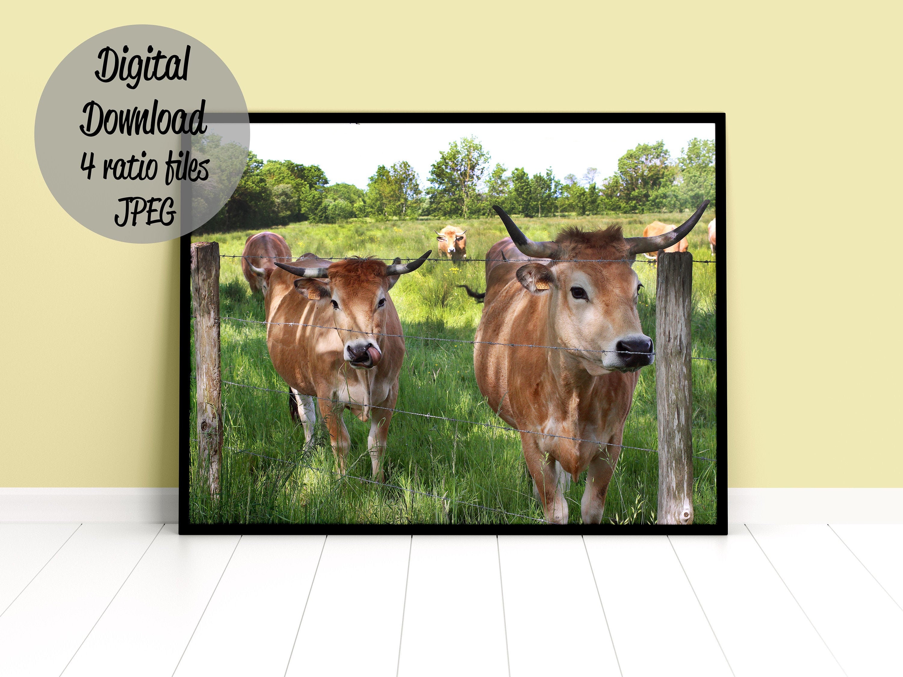 Farm Animal Cows Digital Wall Art - Etsy