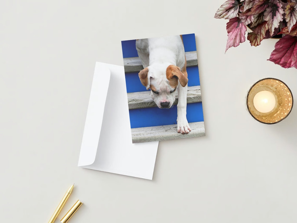 SET OF 5 Dog Greeting Cards Set Pet Greeting Cards Set Dog Lover Gift ...