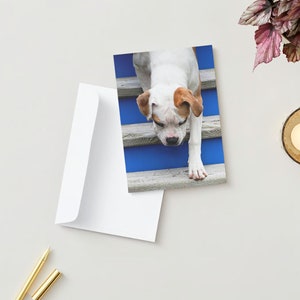SET OF 5 - Dog Greeting Cards Set | Pet Greeting Cards Set | Dog Lover ...
