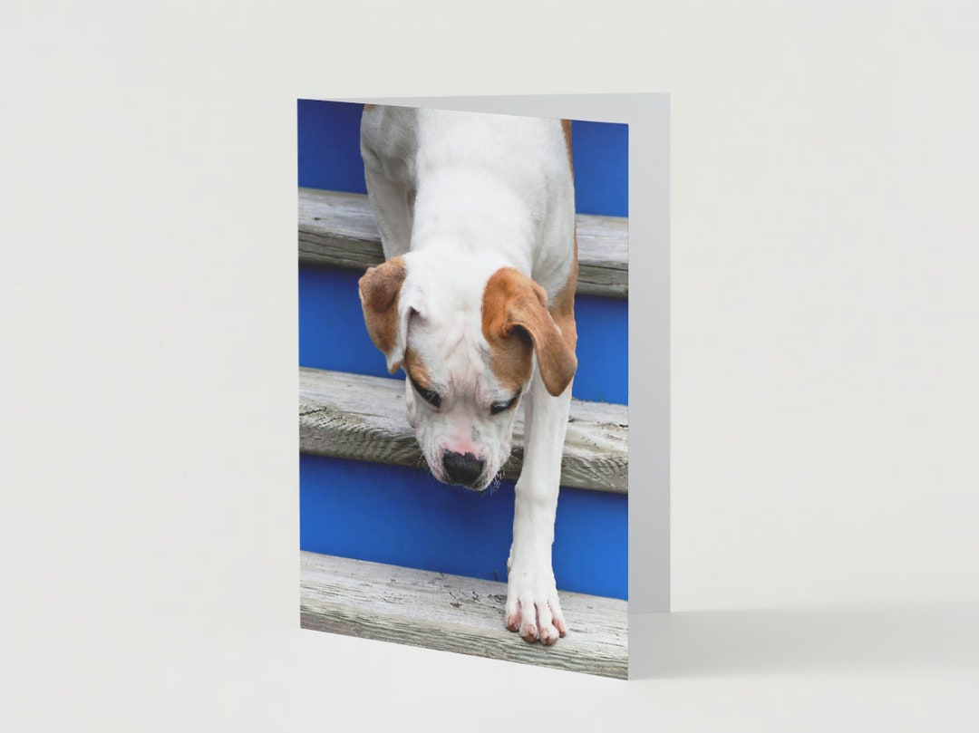 SET OF 5 - Dog Greeting Cards Set | Pet Greeting Cards Set | Dog Lover ...