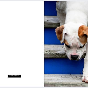 SET OF 5 - Dog Greeting Cards Set | Pet Greeting Cards Set | Dog Lover ...