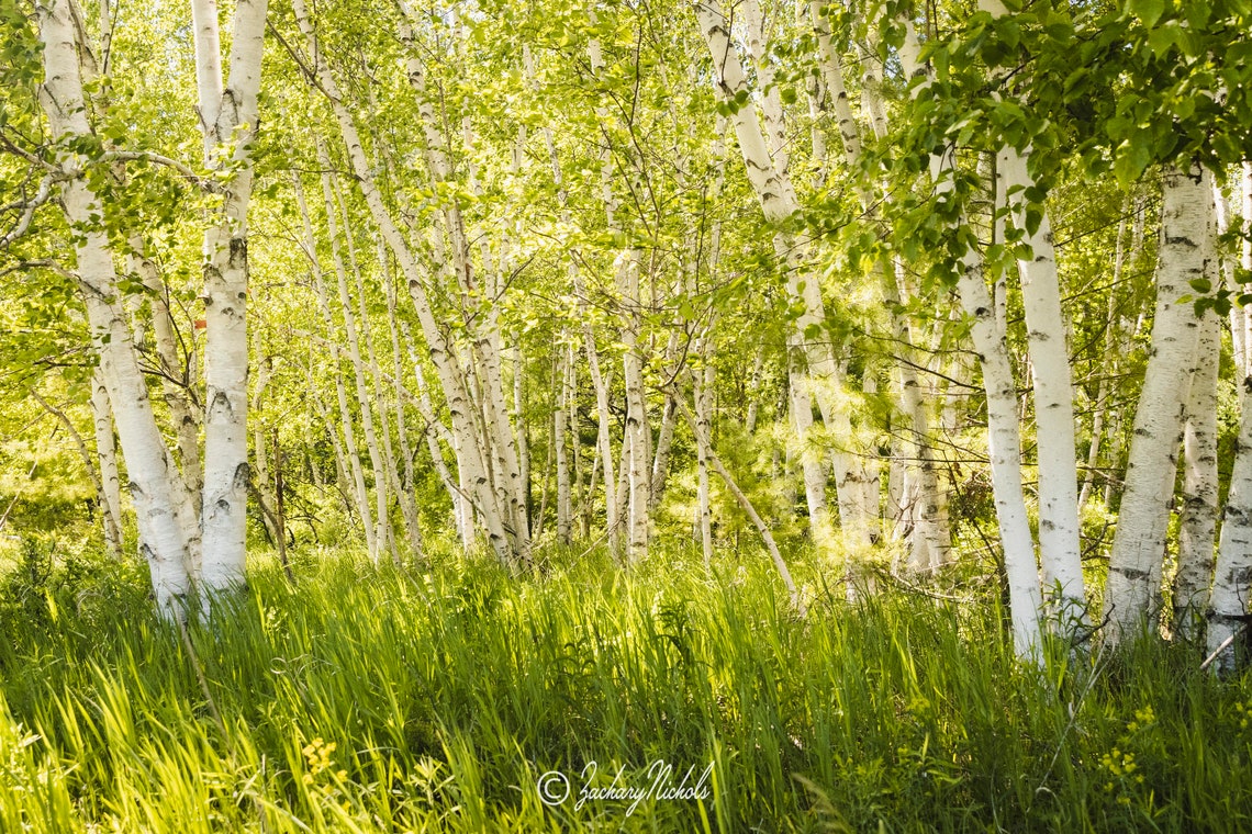 Landscape Photography, Birch Trees, Northern Michigan - Etsy