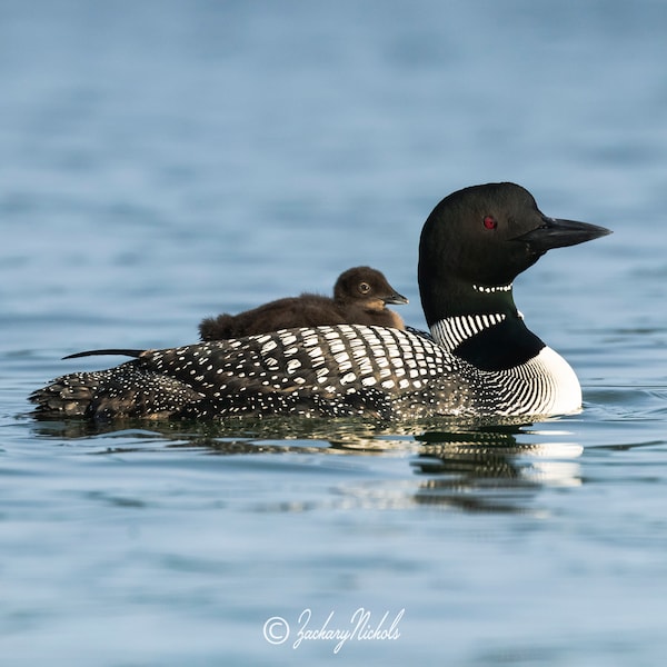 Baby Loon - Etsy