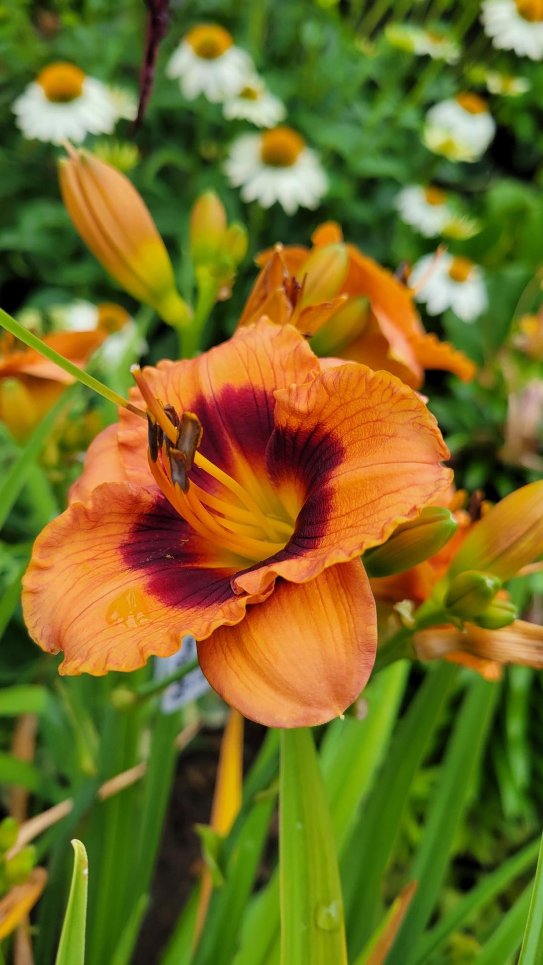 Hemerocallis Daylily cheddar Weasel Multi Fans Live Plant - Etsy