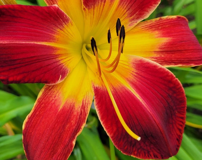 Hemerocallis Hybridized Daylily SEEDS Ruby Spider X Deregulated ...