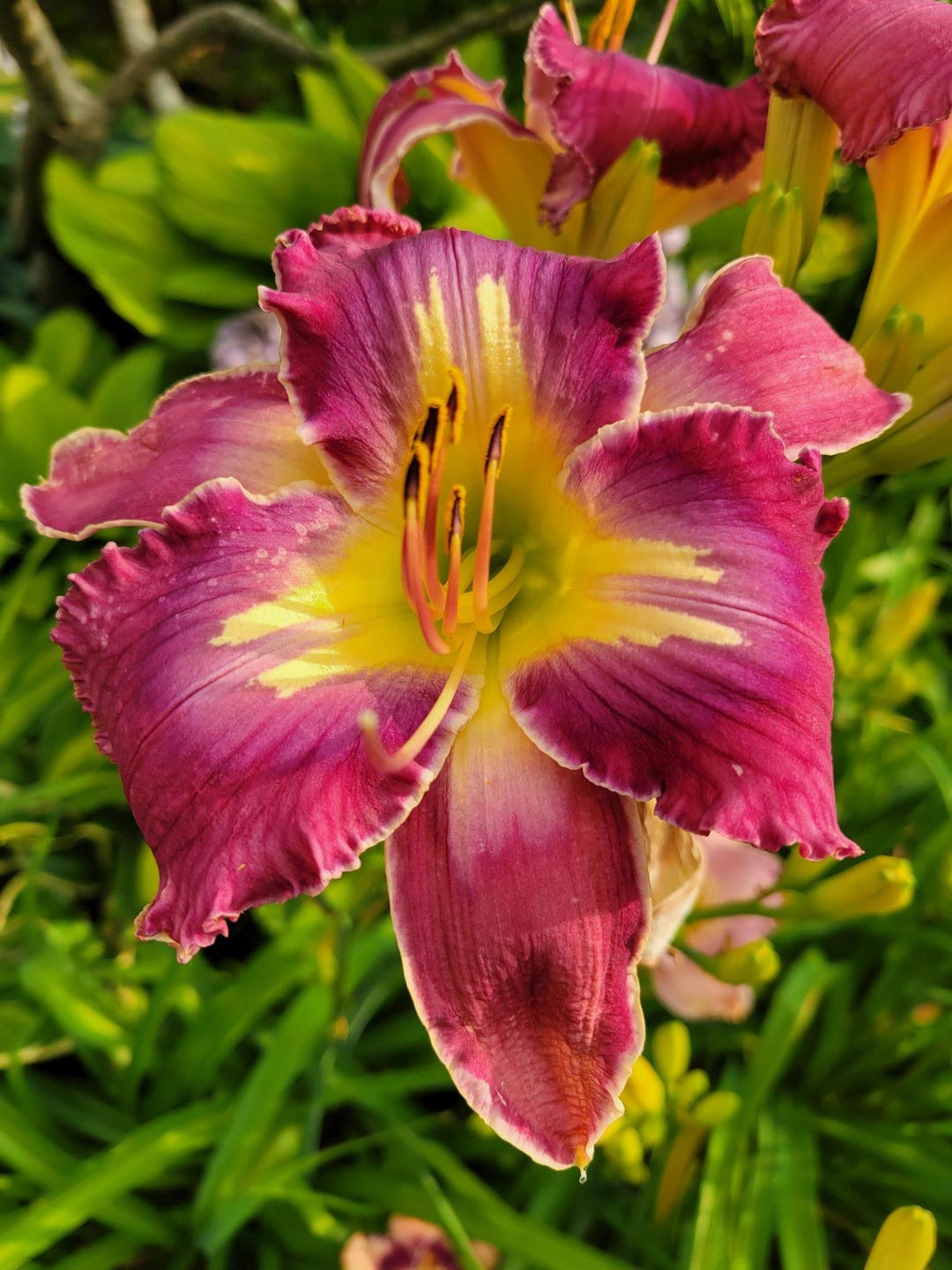 Hemerocallis Hybridized Daylily SEEDS Cobraskin Necktie X Natures ...