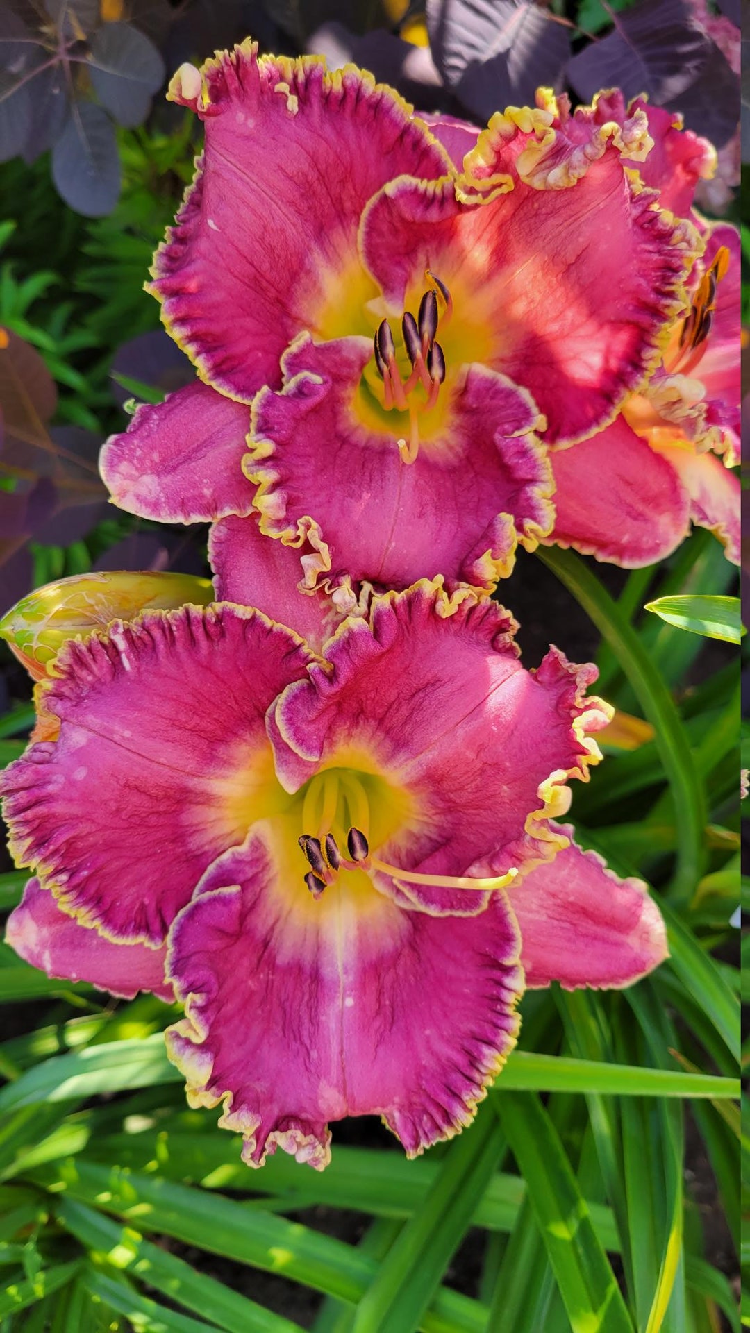 Hemerocallis Hybridized Daylily SEEDS Raspberry Eclipse X Michael ...