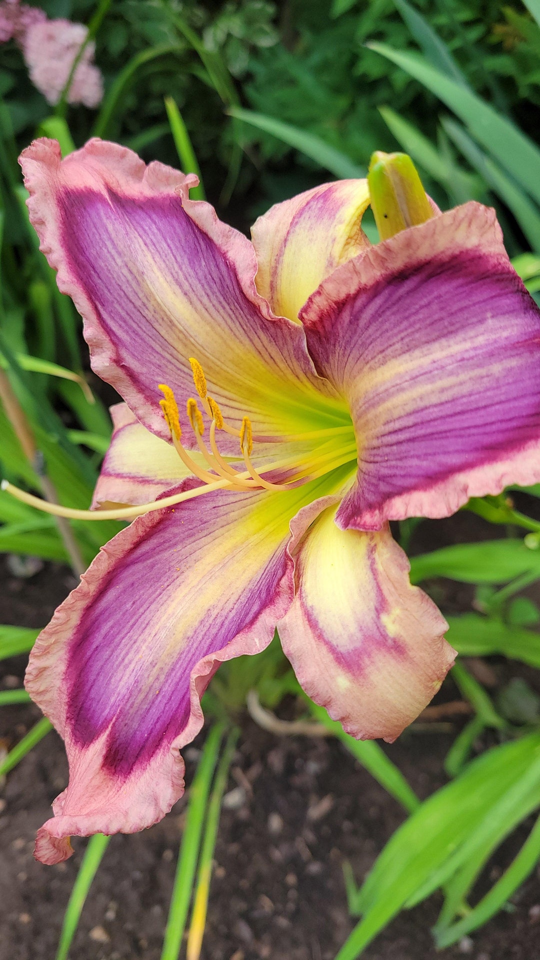 Hemerocallis Hybridized Daylily Seeds Exotic Starfish X Frozen ...