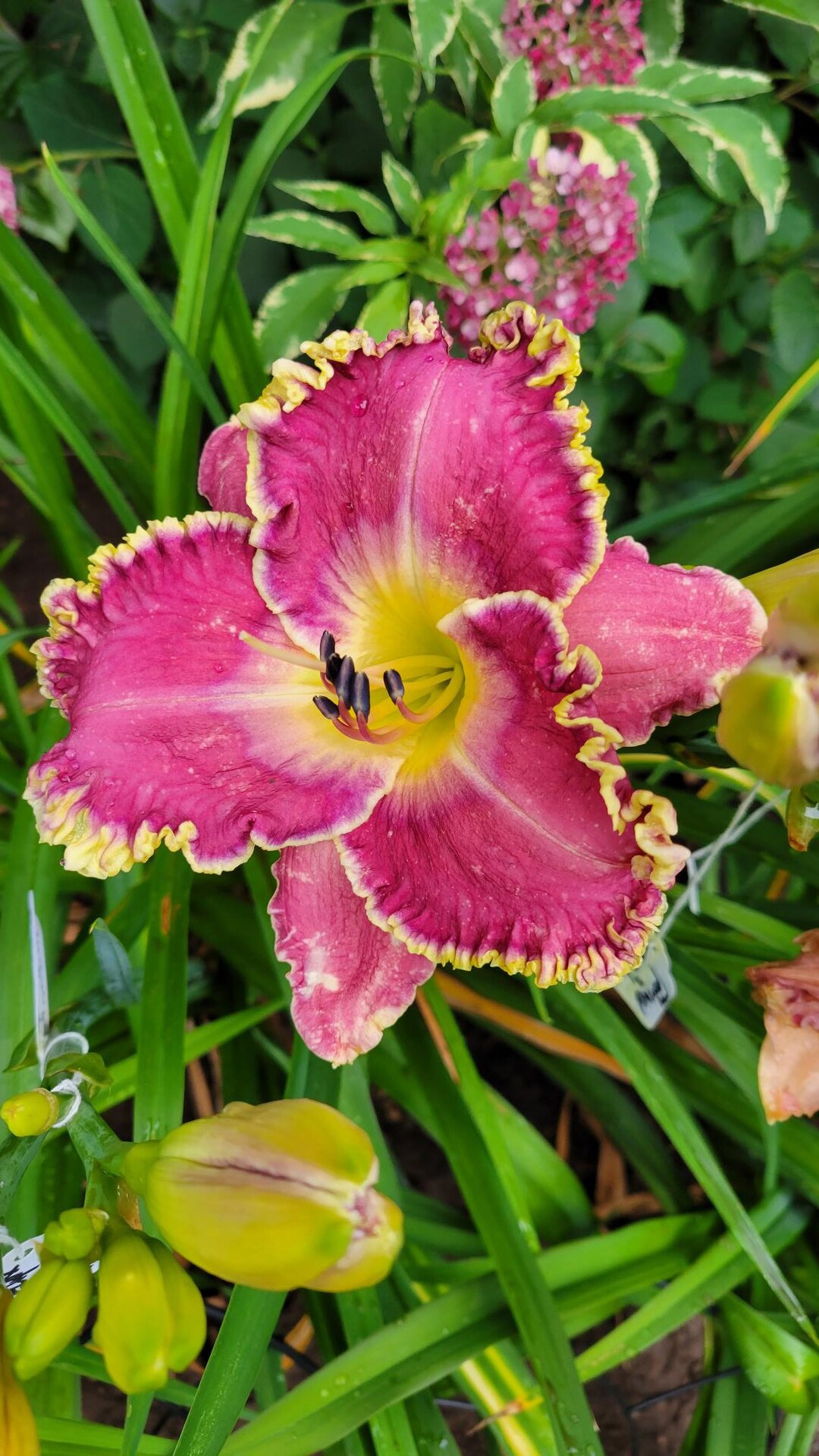 Hemerocallis Hybridized Daylily SEEDS Raspberry Eclipse X Inca Puzzle ...