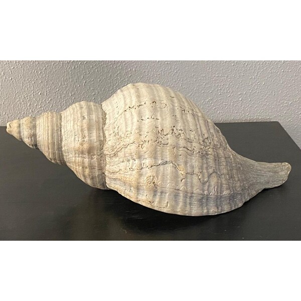 Horse Conch Shell - Etsy