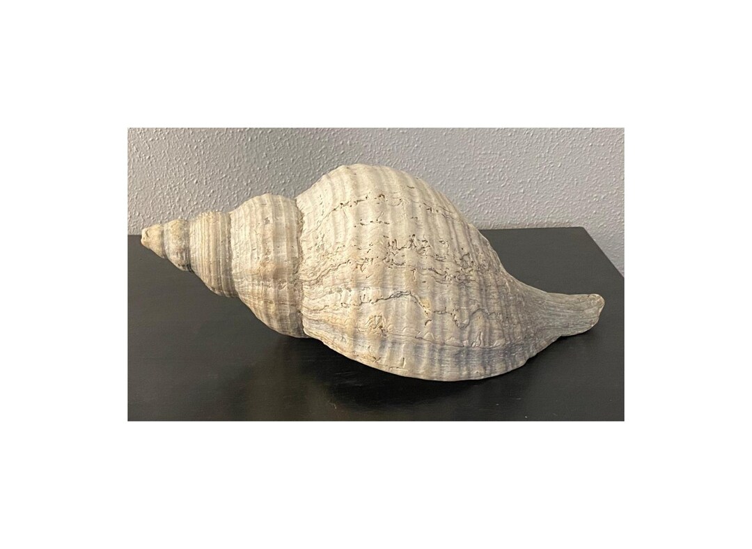 Rare Fossilized Horse Conch Shell - Etsy