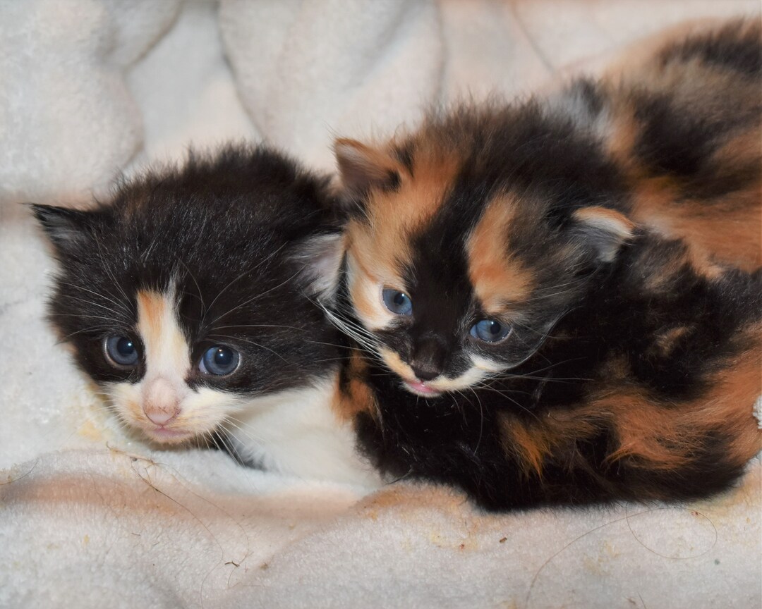 Baby Kittens - Pictures Only - Etsy