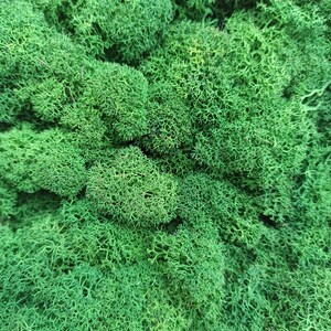 Moss Tooth Dentist Gift Dental Office Decor Dentist Office - Etsy