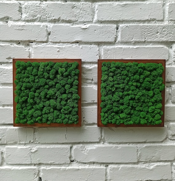 Moss Wall Art 2 Moss Artwork Frames Preserved Moss Art - Etsy