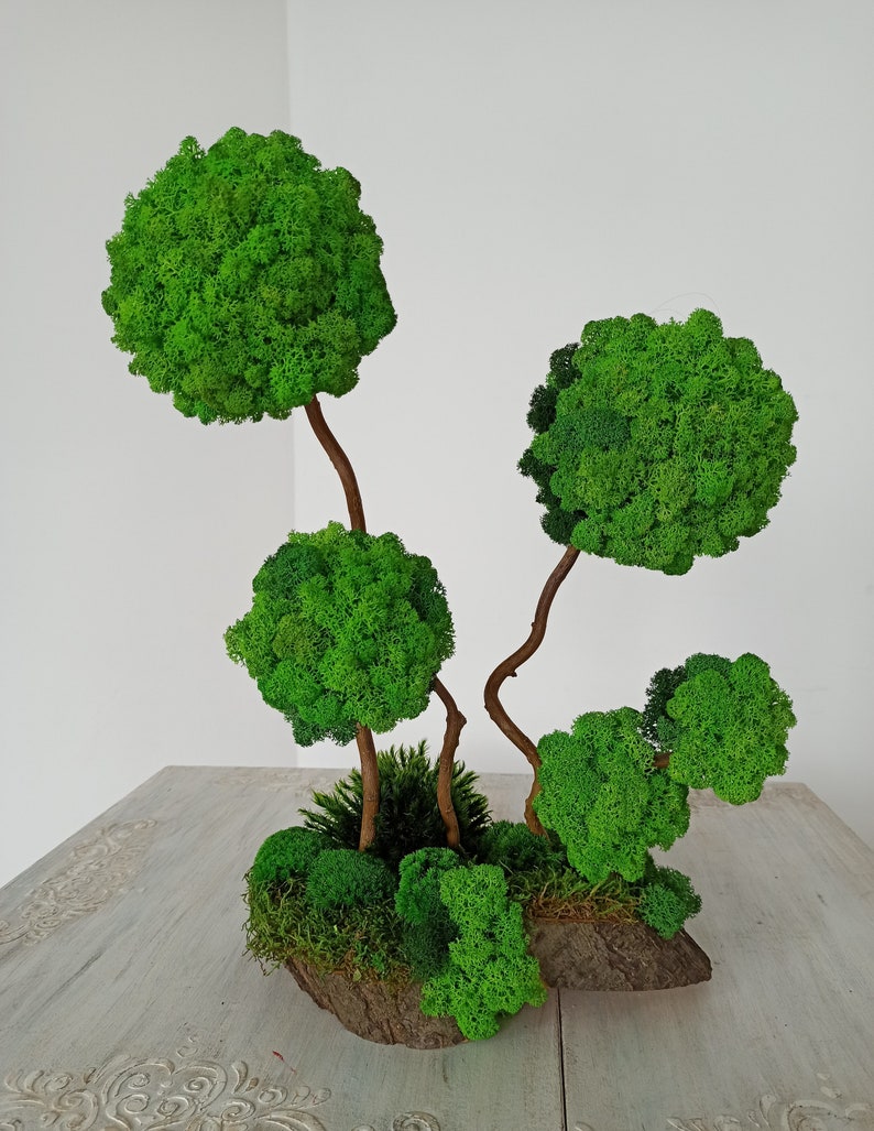 Moss Topiary Bonsai Tree Moss Eco Happiness Tree Nature - Etsy