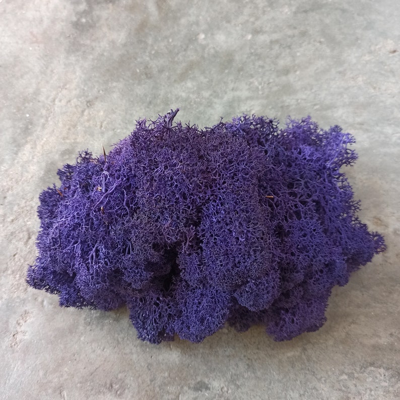 Red Moss Lips Wall Art Beauty Studio Decor Salon Decor Wall - Etsy