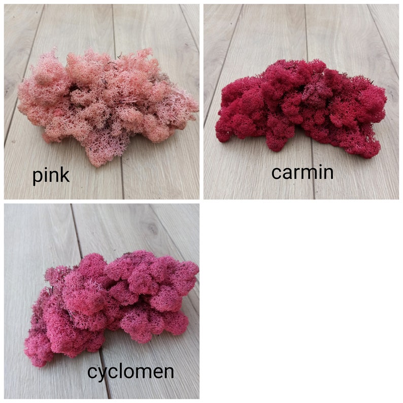 Red Moss Lips Wall Art Beauty Studio Decor Salon Decor Wall | Etsy