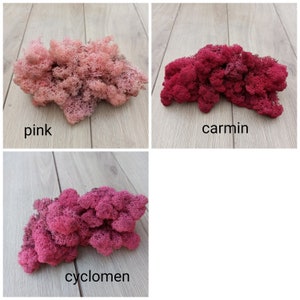 Moss Tooth, Dentist Gift, Dental Office Decor, Dentist Office Sign ...