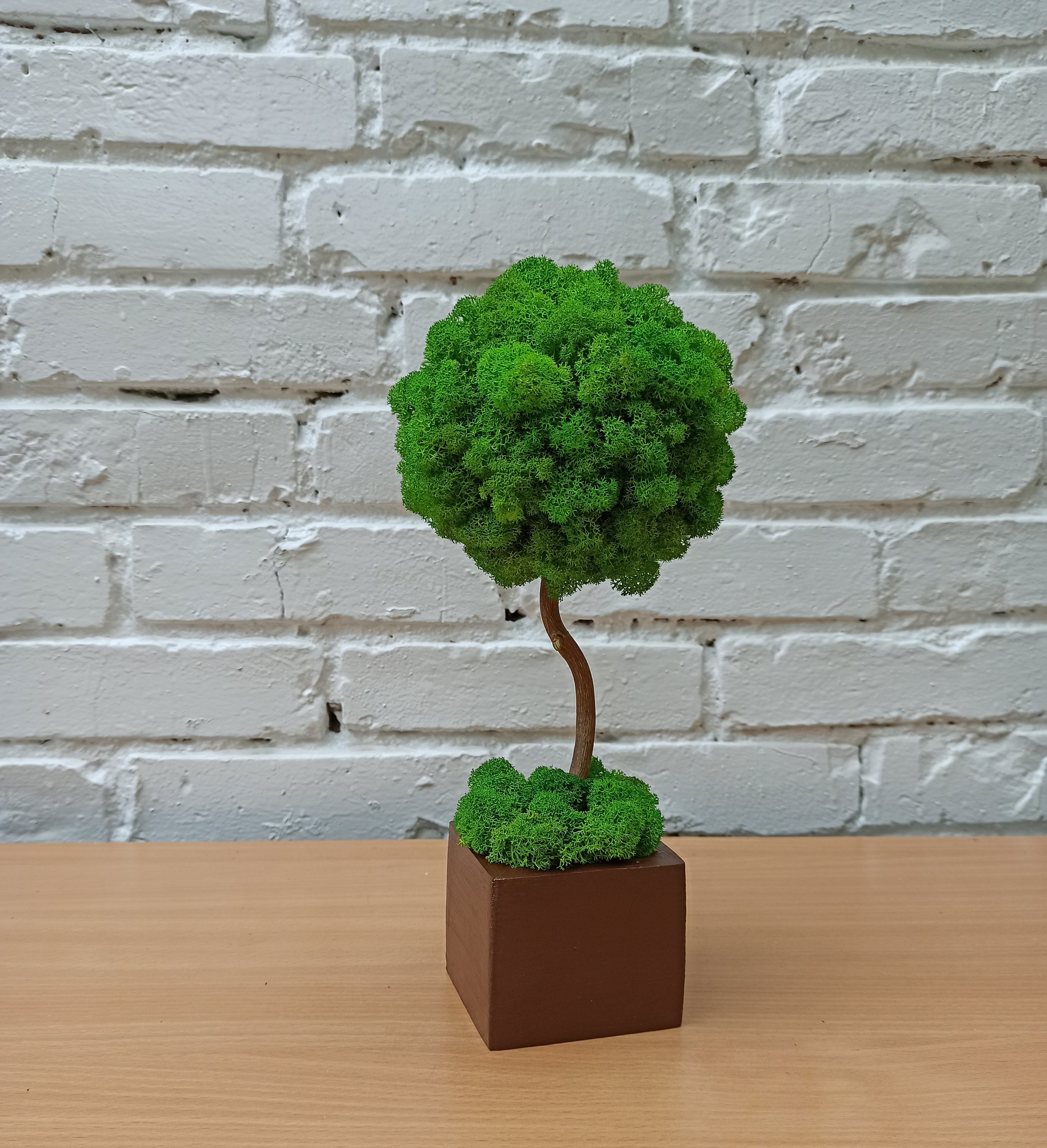 Moss Topiary in Chocolate Wood Planter Bonsai Tree Moss Eco - Etsy