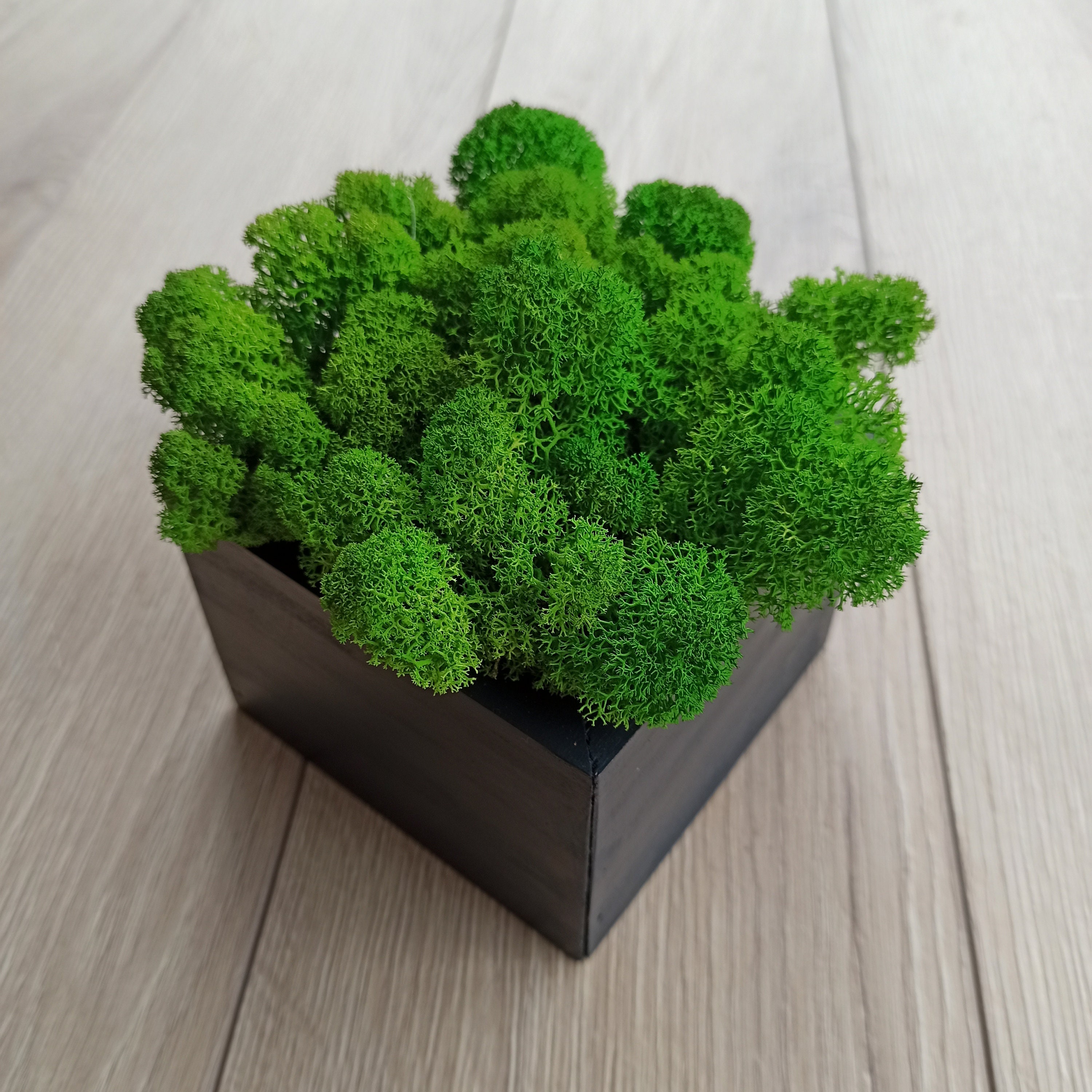 Wooden Black Pot With Stabilized Moss Preserved Moss - Etsy Ireland