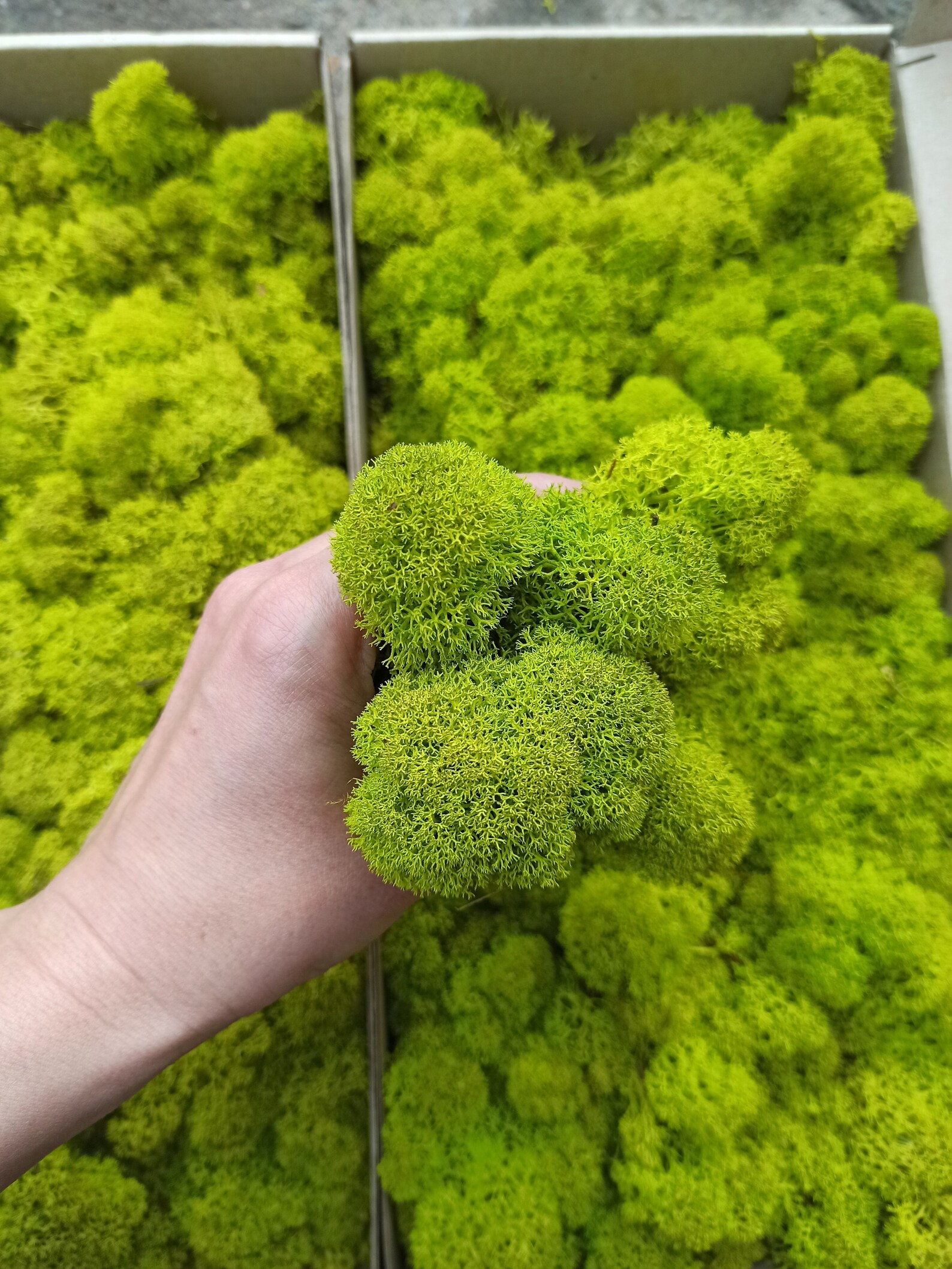 Moss Topiary in White Wood Planter Bonsai Tree Moss Eco - Etsy