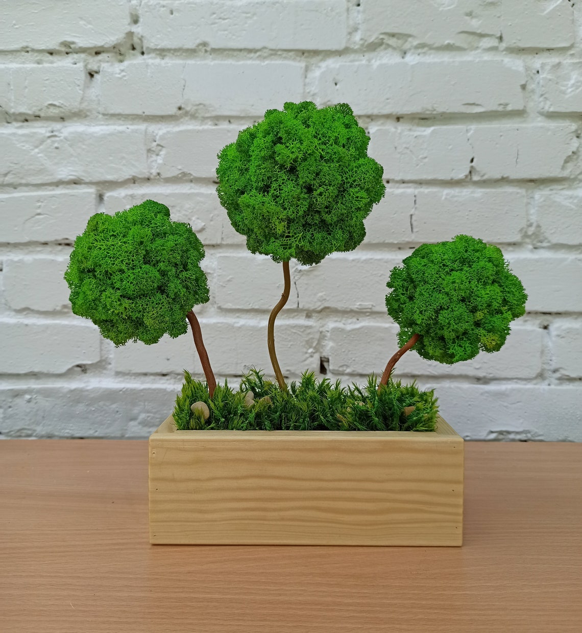 Real Moss Decor Moss Topiary in Wood Planter Moss Tree - Etsy
