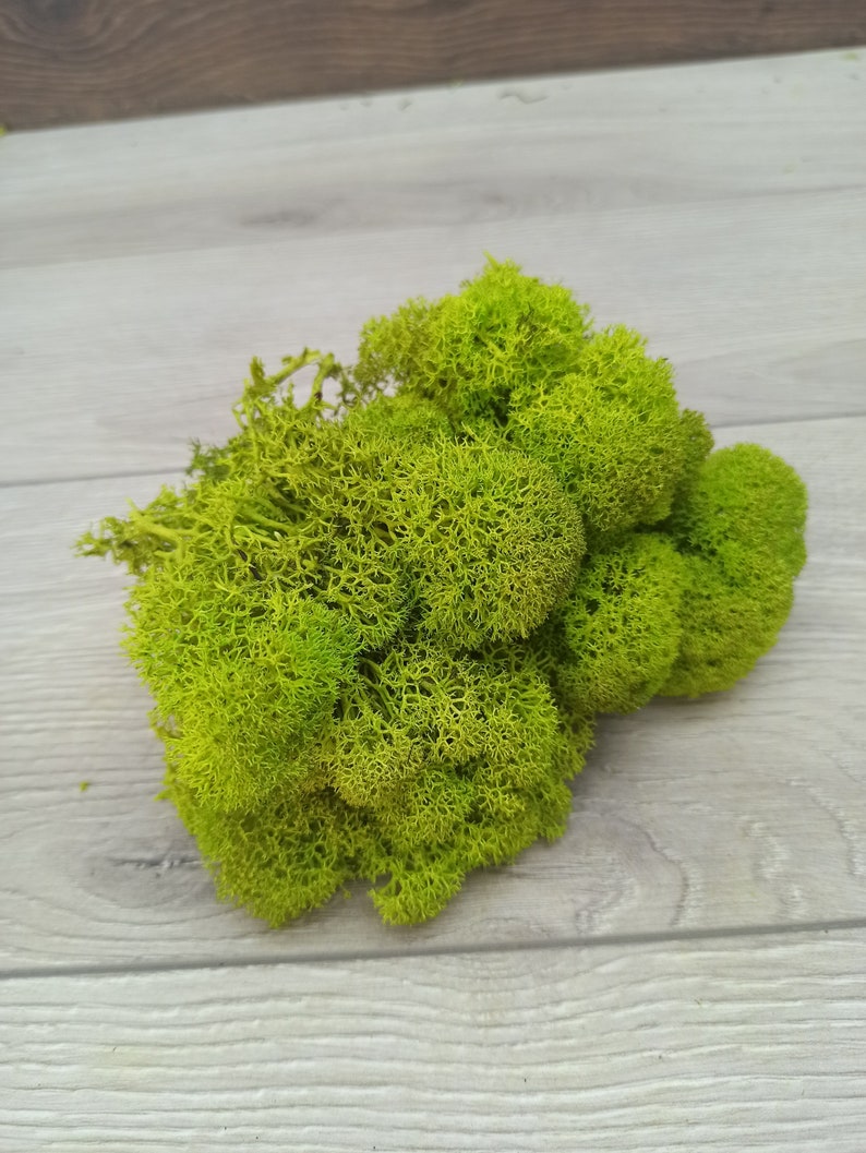 Dentist Sign Dental Office Sign Dentist Gift Moss Tooth - Etsy