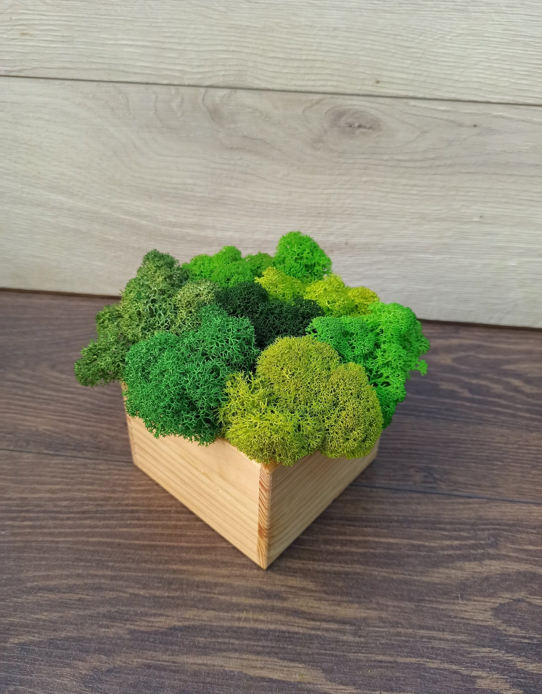 Wooden Pot With Green Stabilized Moss, Moss Pot Indoor Plants Moss ...
