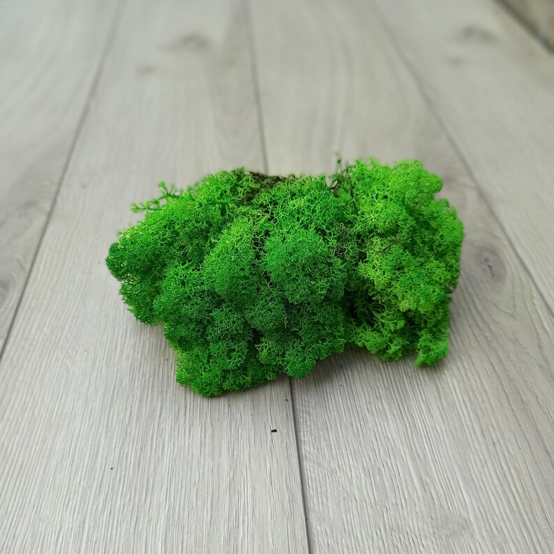 Moss Tooth Dentist Gift Dental Office Decor Dentist Office - Etsy