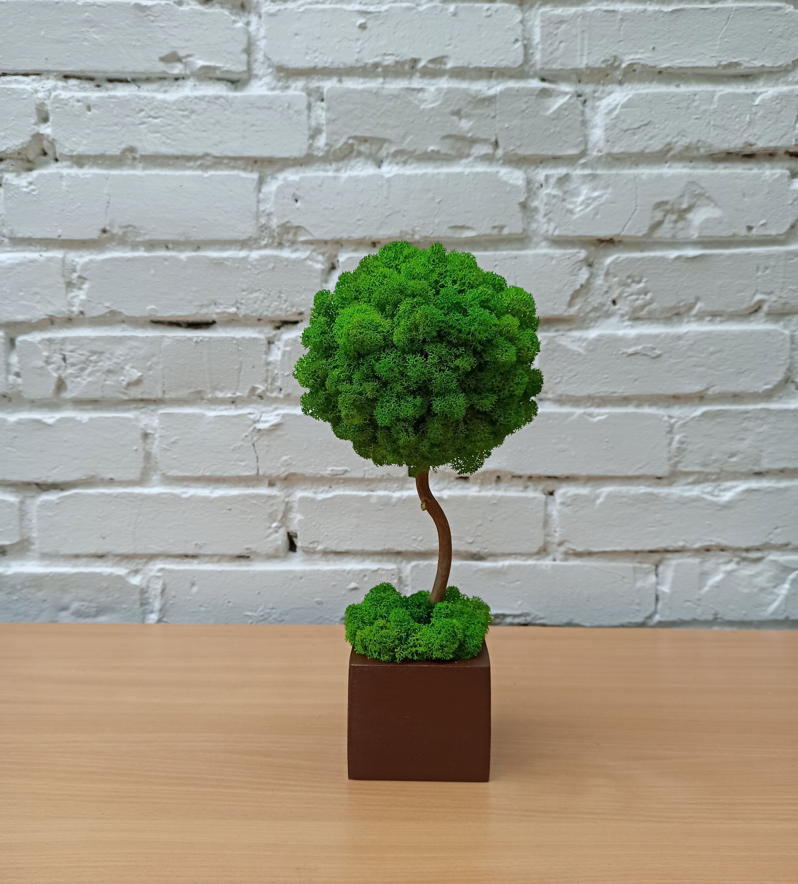 Moss Topiary in Chocolate Wood Planter Bonsai Tree Moss Eco - Etsy