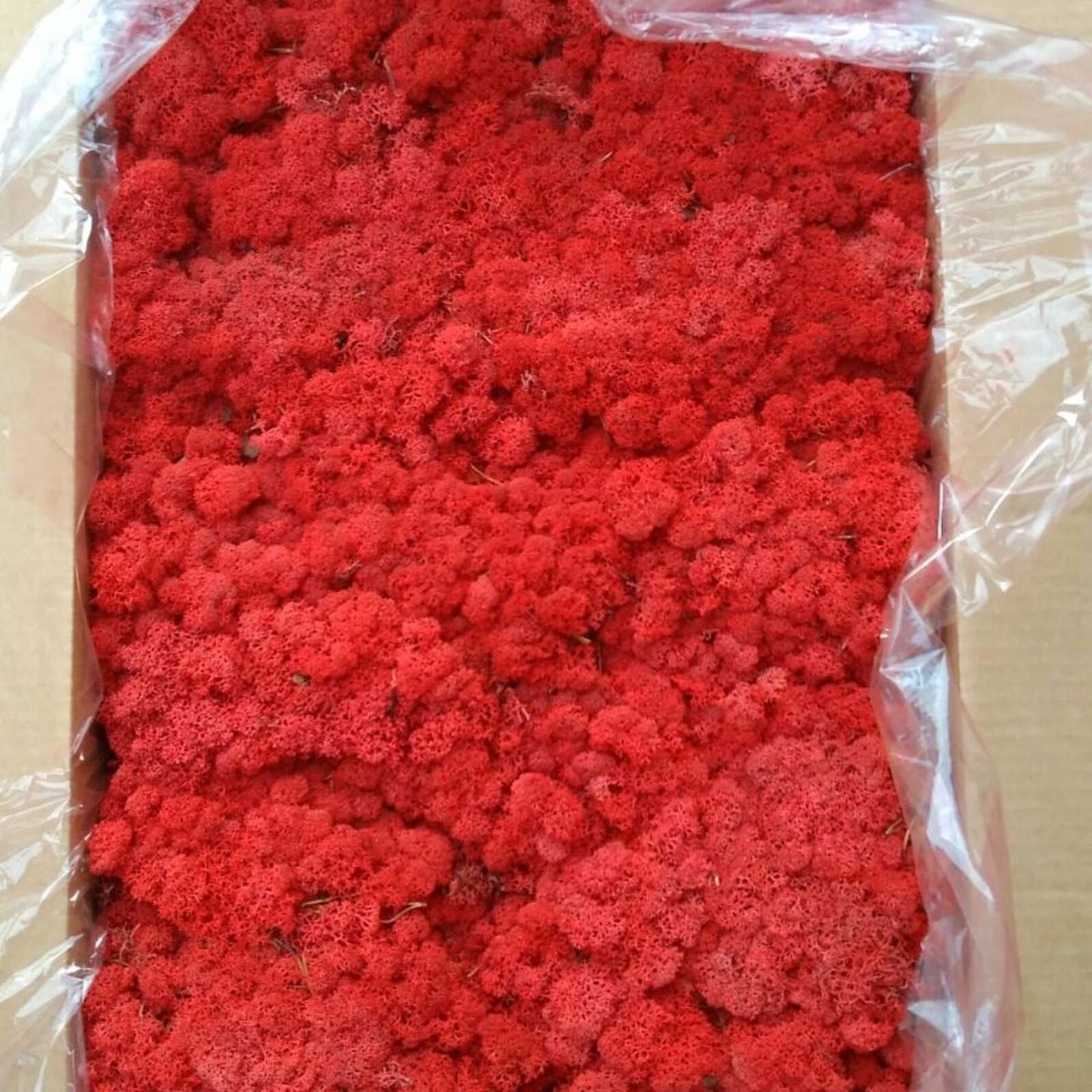 Moss Tooth Dentist Gift Dental Office Decor Dentist Office - Etsy