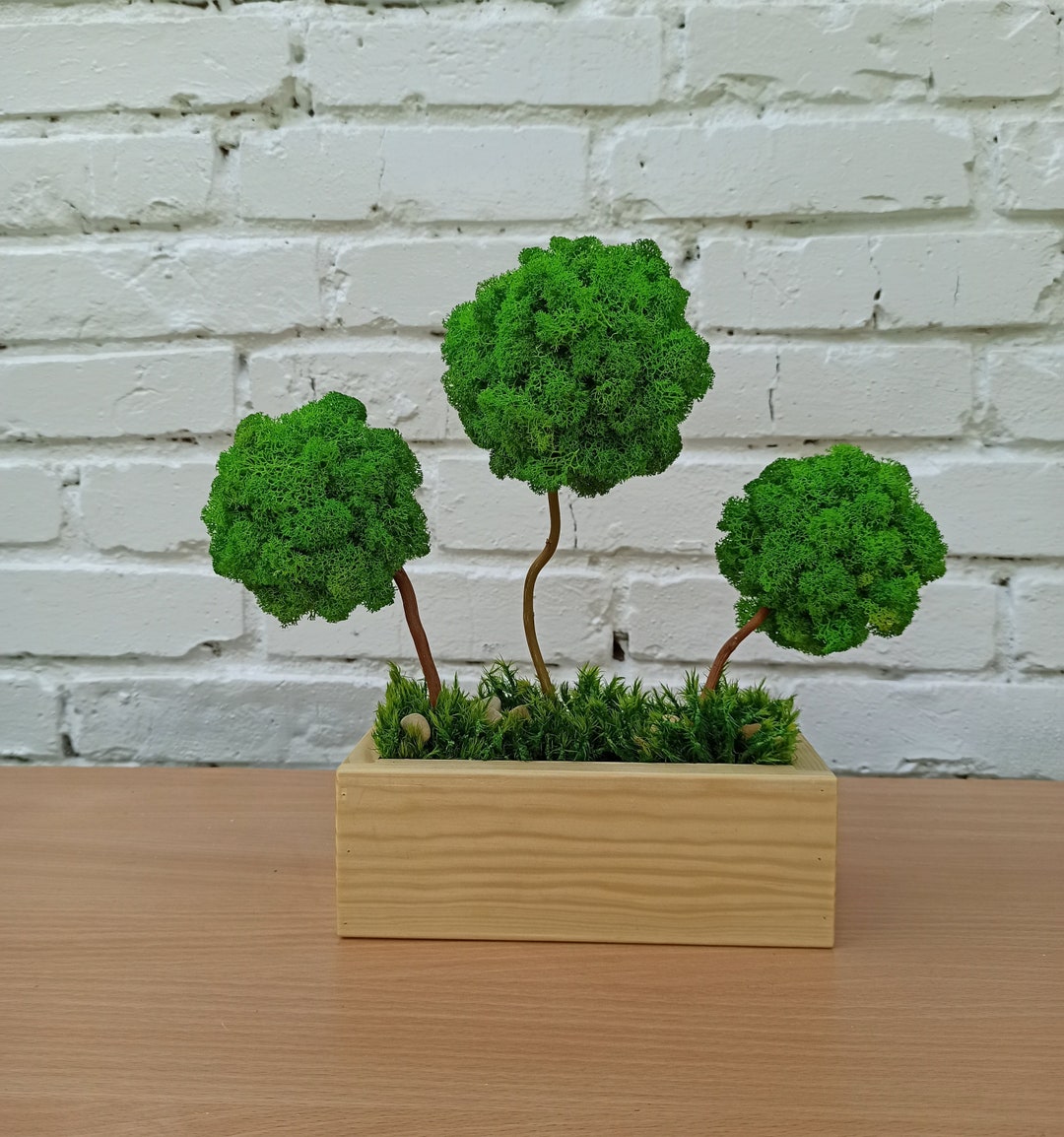 Real Moss Decor, Moss Topiary in Wood Planter, Moss Tree, Designer ...