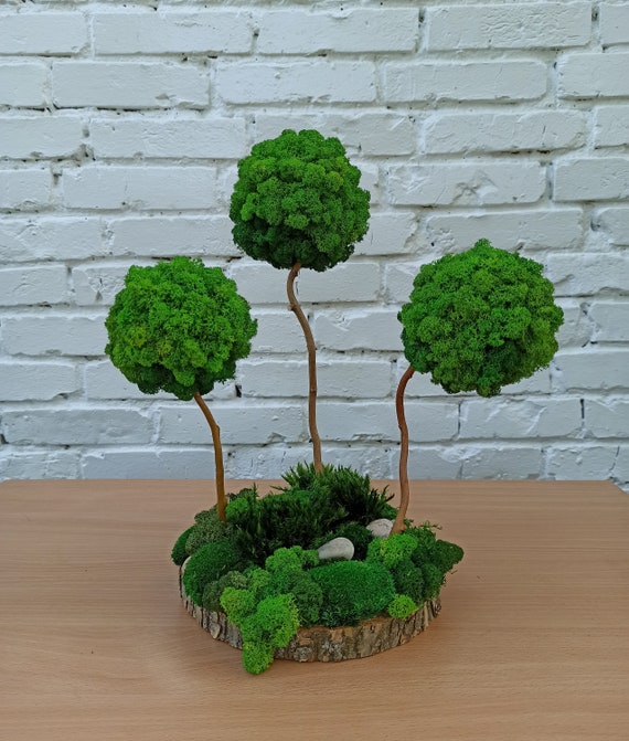 Nature home decor Moss Topiary preserved moss decor Preserved tree eco ...