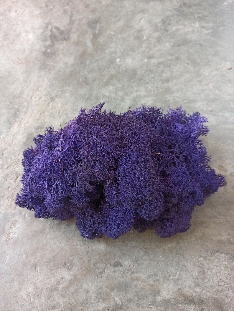 Moss Tooth Dentist Gift Dental Office Decor Dentist Office - Etsy