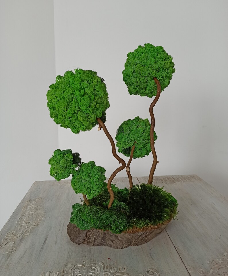 Moss Topiary Bonsai Tree Moss Eco Happiness Tree Nature - Etsy