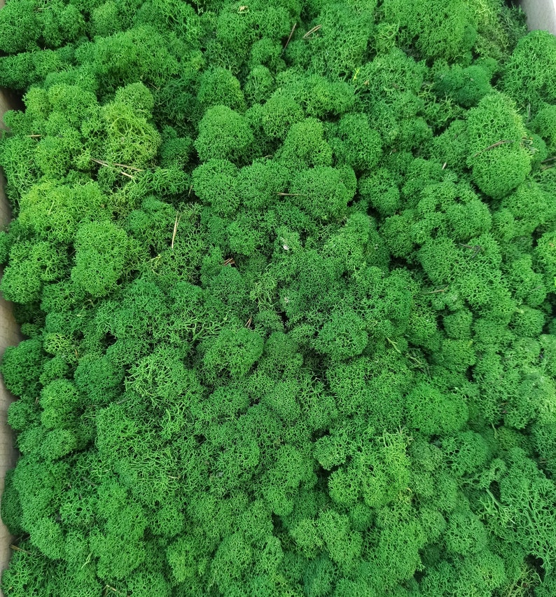 Moss Topiary in Chocolate Wood Planter Bonsai Tree Moss Eco - Etsy